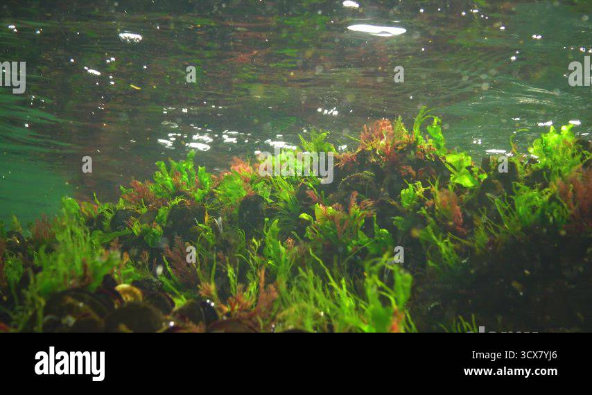 Algae of the Black Sea. Red and Green algae (Ceramium, Ulva ...