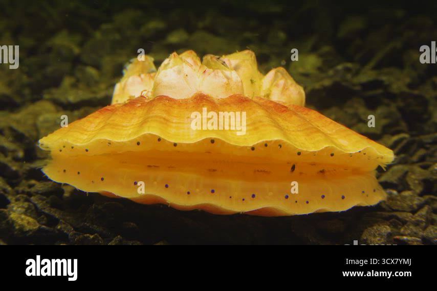 Small blue eyes and tentacles on the mantle of a bivalve mollusk Smooth ...