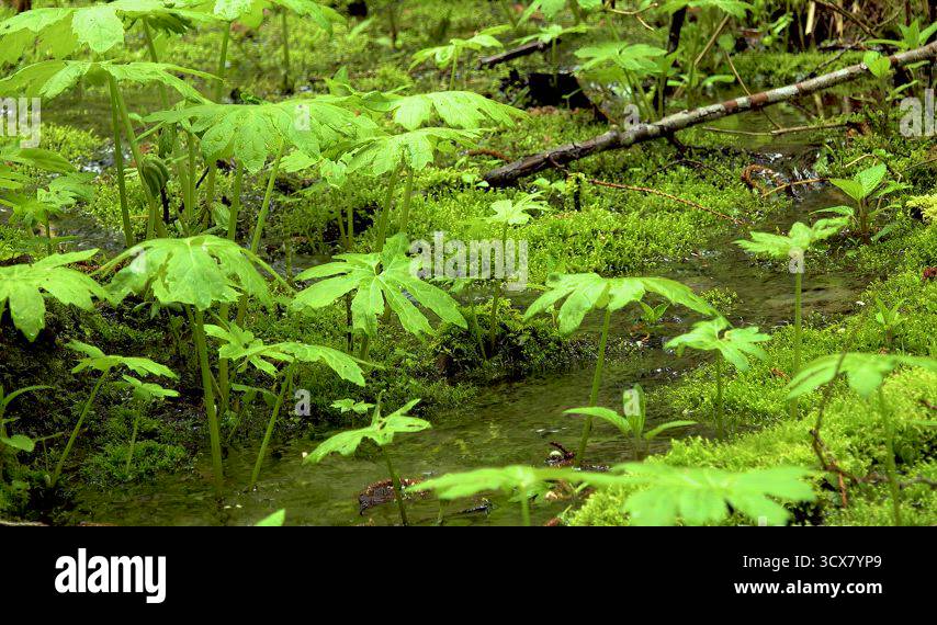 Swamp plants, mosses and ferns in a damp forest. United States ...