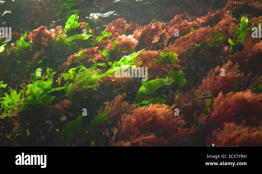 Algae of the Black Sea. Red and Green algae (Ceramium, Ulva ...