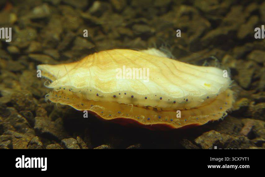 Small blue eyes and tentacles on the mantle of a bivalve mollusk Smooth ...