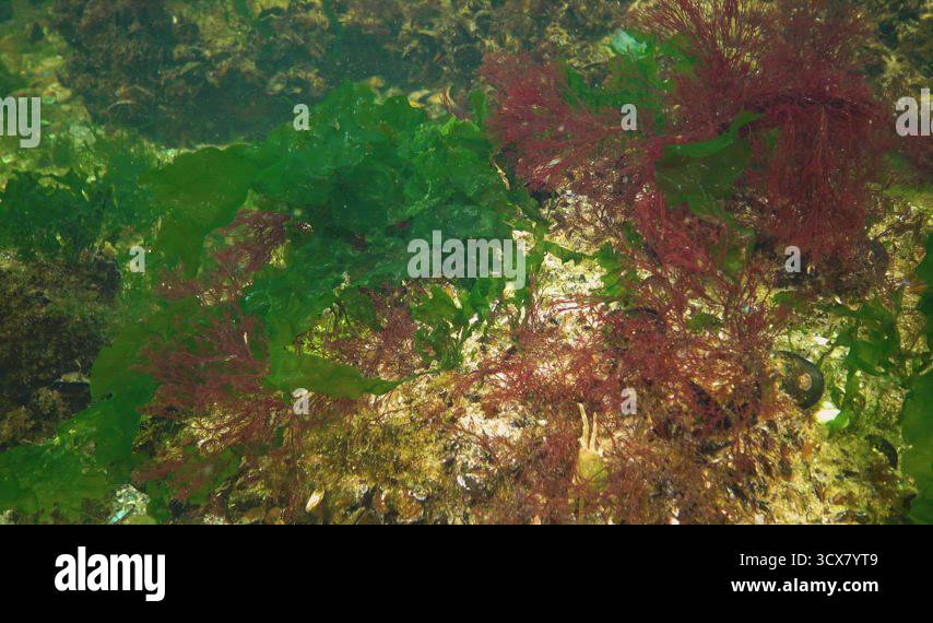Algae of the Black Sea. Red and Green algae (Ceramium, Ulva ...