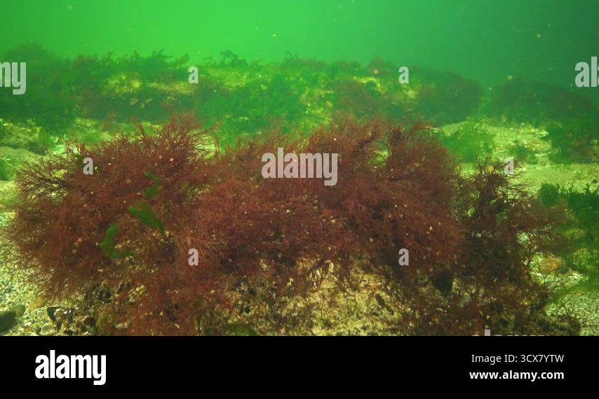 Algae of the Black Sea. Red and Green algae (Ceramium, Ulva ...