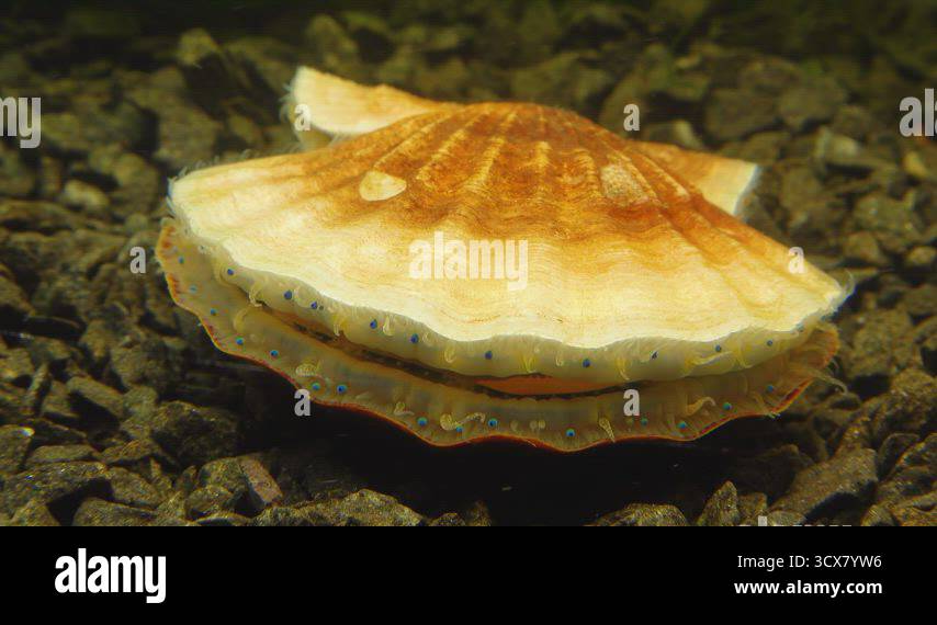 Small blue eyes and tentacles on the mantle of a bivalve mollusk Smooth ...