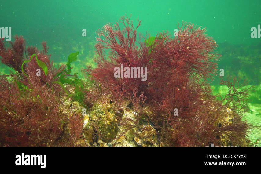 Algae of the Black Sea. Red and Green algae (Ceramium, Ulva ...