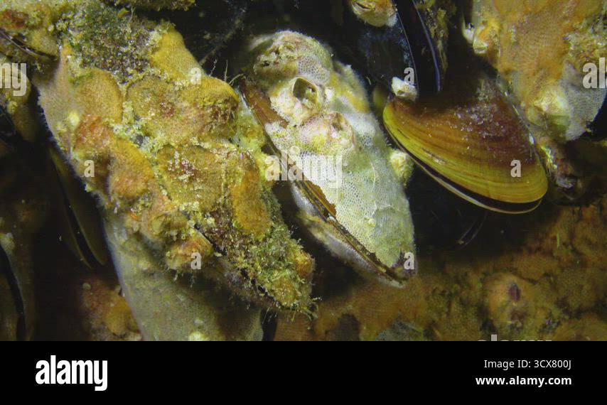Colony of Bryozoans on the valves of the mollusk Mediterranean mussel ...