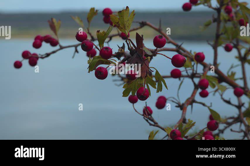 Hawthorn bush shrub red Stock Videos & Footage - HD and 4K Video Clips ...