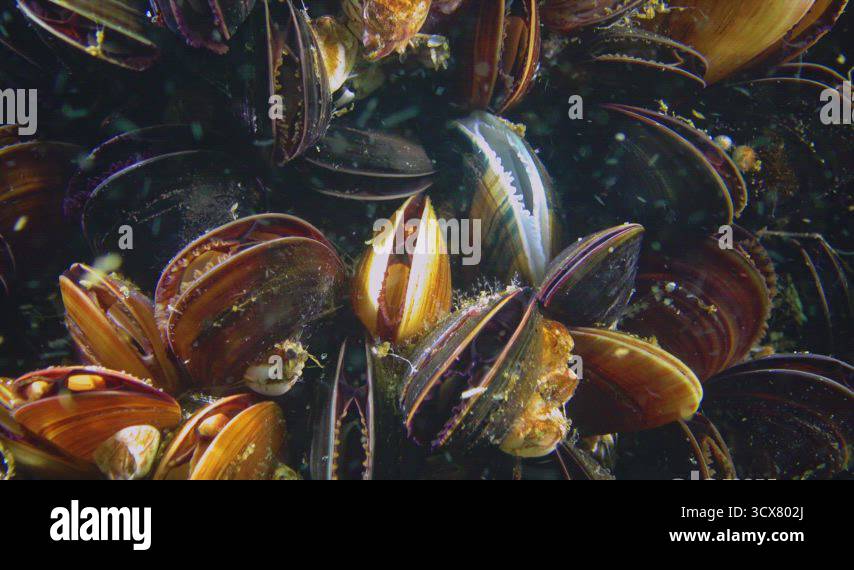 Close-up, Mediterranean mussel (Mytilus galloprovincialis). Black Sea ...