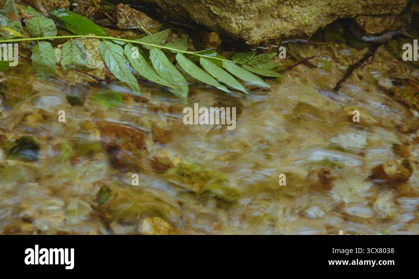 Pure fresh water, a stream with clear water flows from the mountain to ...