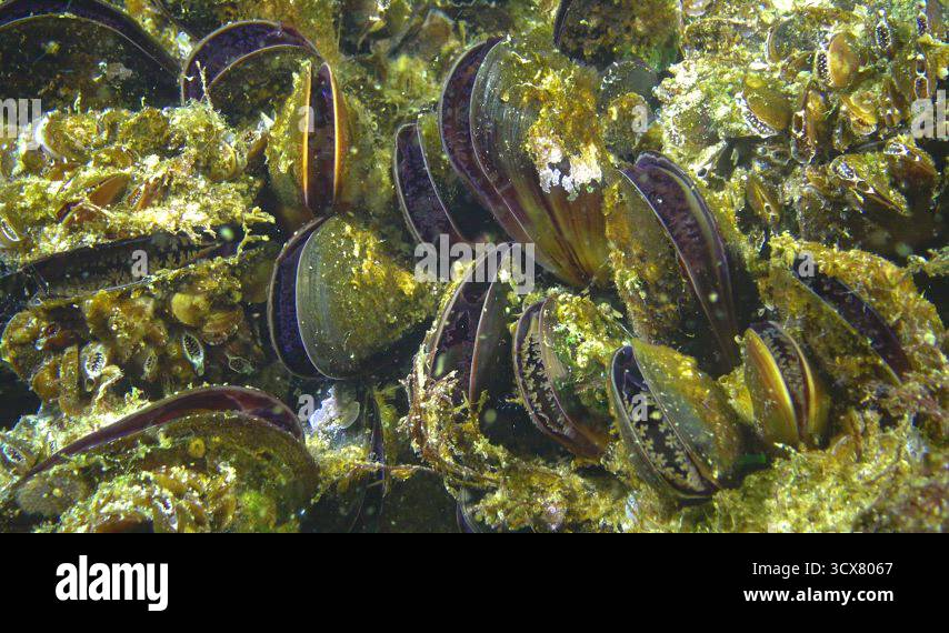 Close-up, clam shells on the seabed. Mediterranean mussel (Mytilus ...