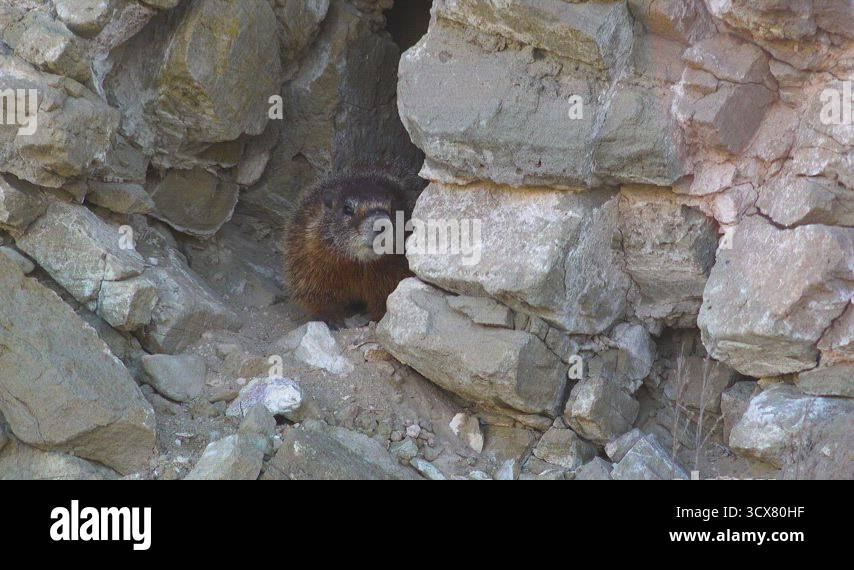 The yellow-bellied marmot (Marmota flaviventris) near a hole in the ...