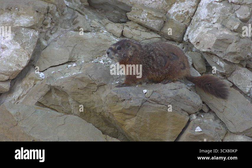 The yellow-bellied marmot (Marmota flaviventris) near a hole in the ...