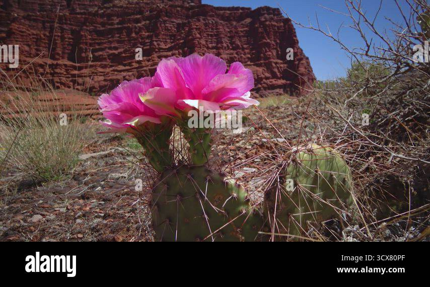 Flowering cactus plants, Pink flowers of Opuntia sp. (polyacantha) in ...