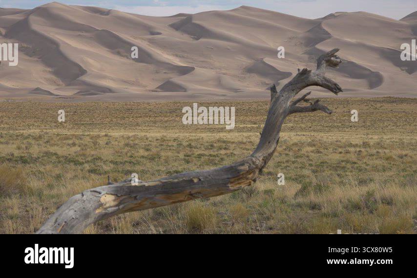 Great Sand Dunes National Park, Colorado. A beautiful dry tree against ...