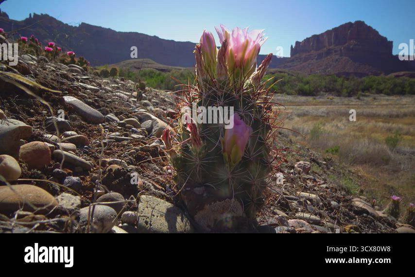 Flowering cactus plants Sclerocactus sp. (parviflorus) in Canyonlands ...