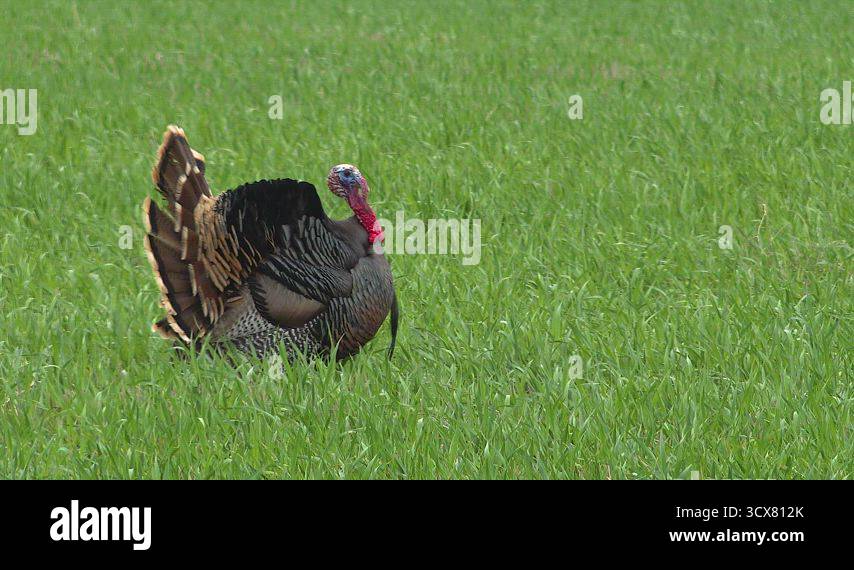 The wild turkey (Meleagris gallopavo) is an upland ground bird native ...