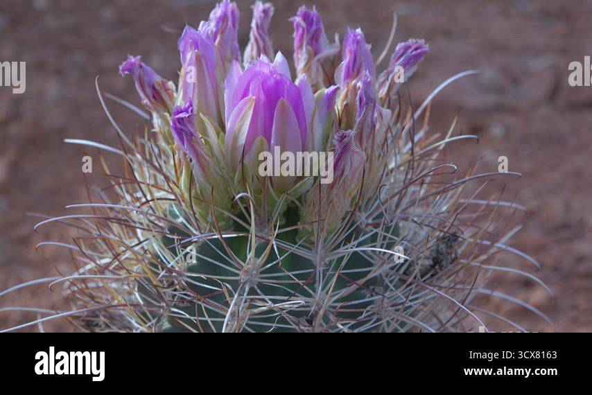 Flowering cactus plants (Sclerocactus parviflorus) in Canyonlands ...