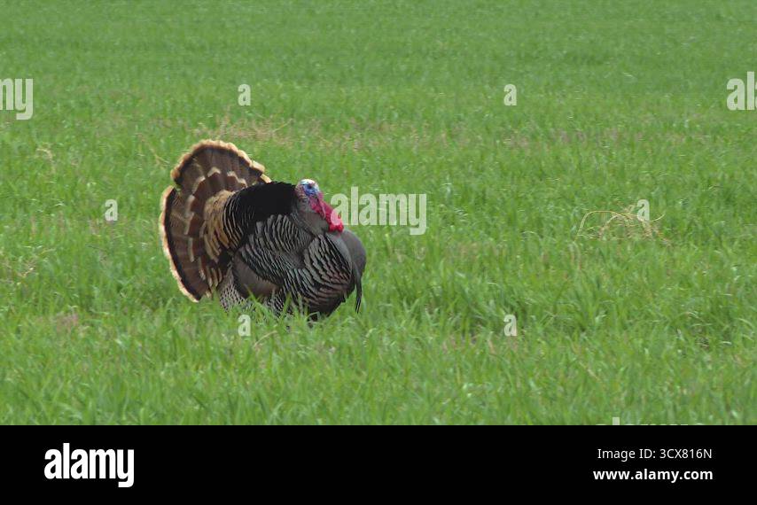 The wild turkey (Meleagris gallopavo) is an upland ground bird native ...