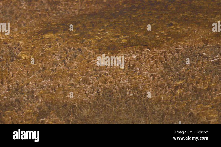 Algae-bacterial mats. Hot thermal spring, hot pool in the Yellowstone ...