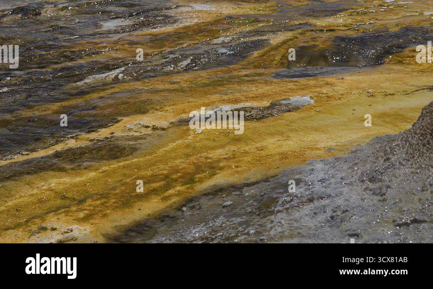 Algae-bacterial mats. Hot thermal spring, hot pool in the Yellowstone ...