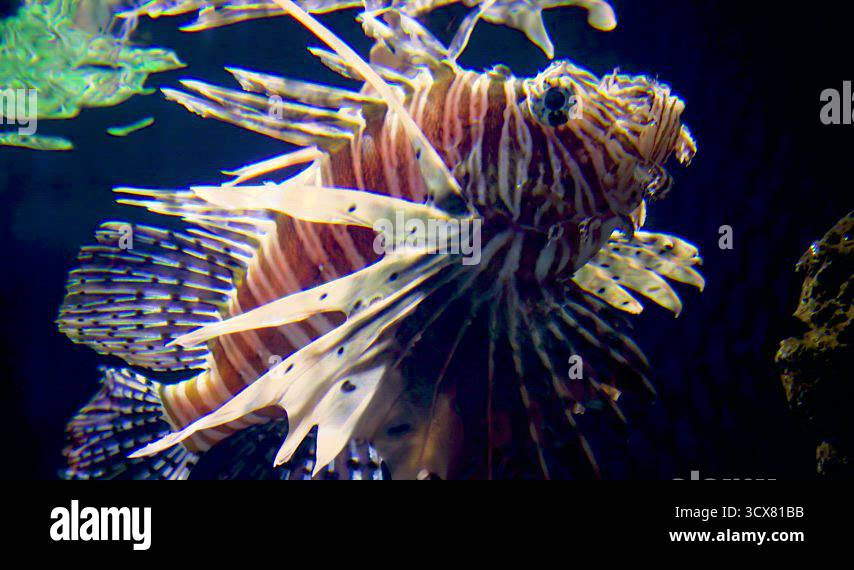 Pterois miles, the devil firefish or common lionfish. Aquarium, New ...