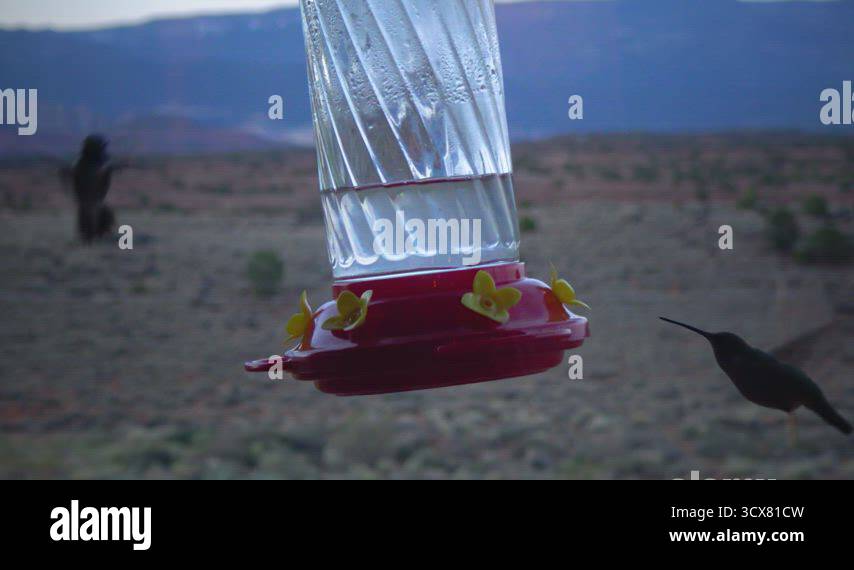 Small hummingbirds drink sweet nectar from an artificial drinking bowl ...