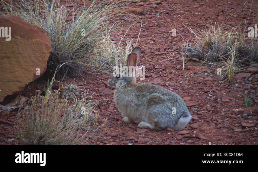 Utah fauna Stock Videos & Footage - HD and 4K Video Clips - Alamy