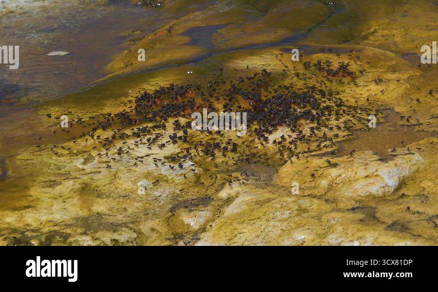 Algae-bacterial mats. Hot thermal spring, hot pool in the Yellowstone ...