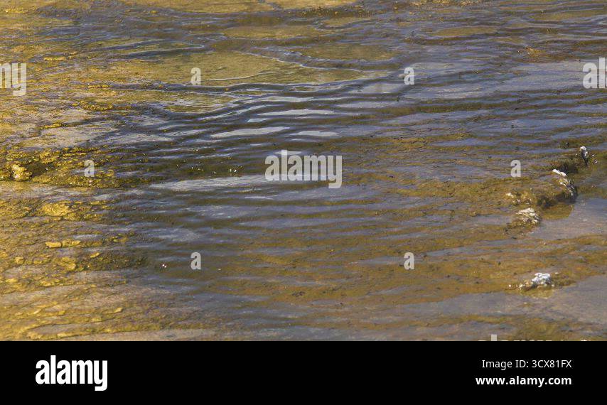 Algae-bacterial mats. Hot thermal spring, hot pool in the Yellowstone ...