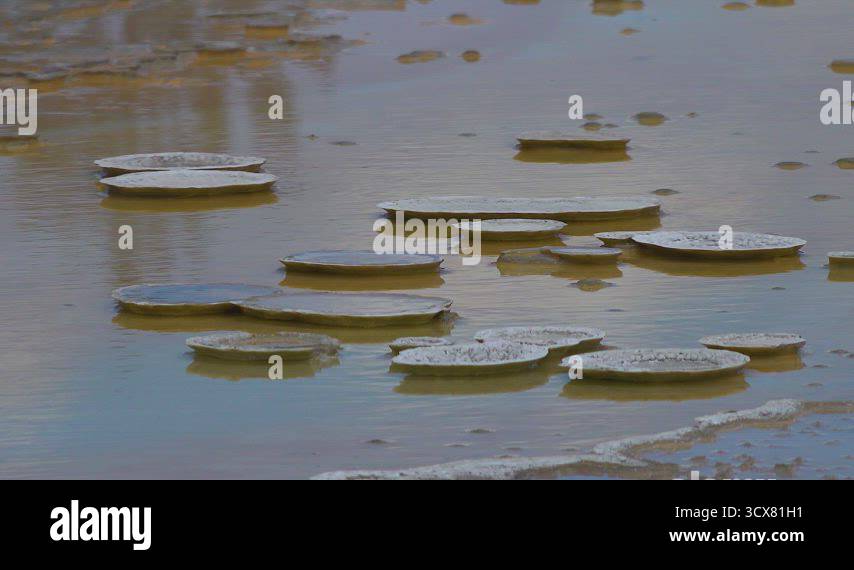 Algae-bacterial mats. Hot thermal spring, hot pool in the Yellowstone ...