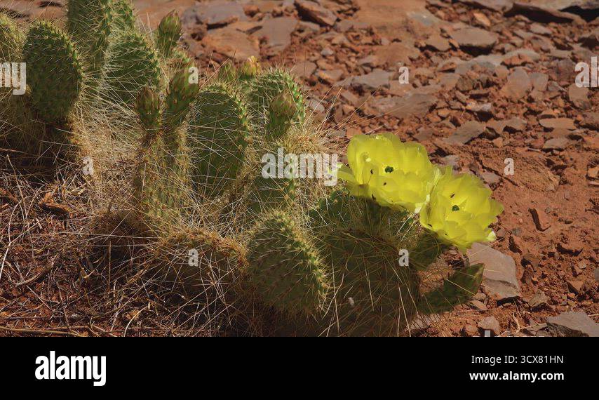Flowering cactus plants, Yellow flowers of Opuntia sp. (polyacantha) in ...