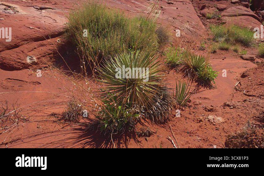 Yucca plant, Canyonlands, Moab Utah Stock Video Footage - Alamy