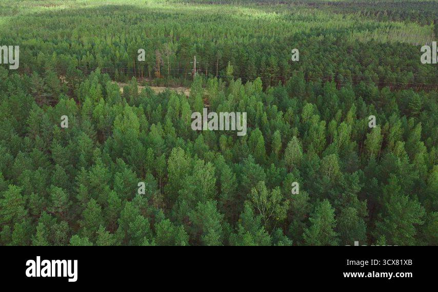 Green dense pine forest Stock Videos & Footage - HD and 4K Video Clips ...