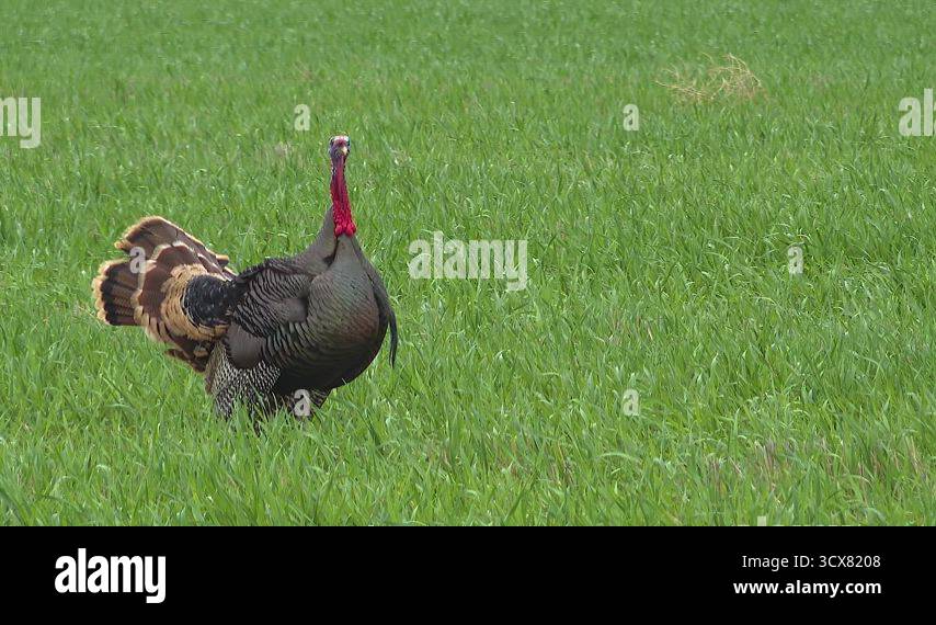 The wild turkey (Meleagris gallopavo) is an upland ground bird native ...