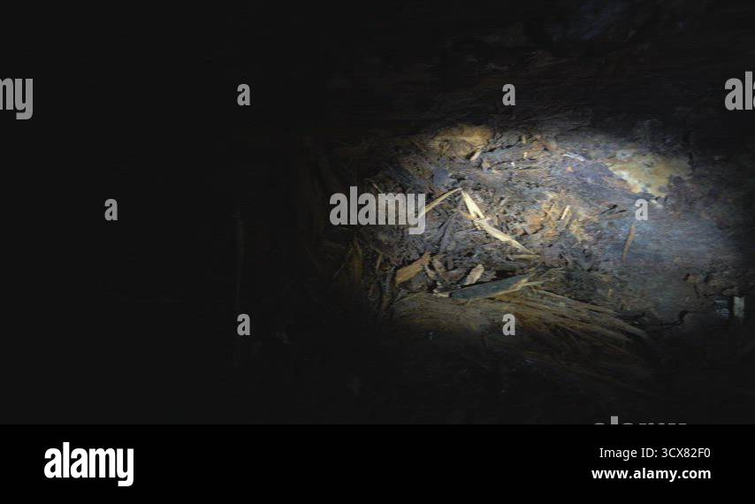 Light from flashlight in cave Stock Videos & Footage - HD and 4K Video ...