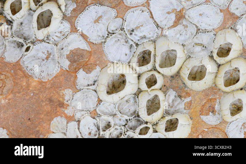 Barnacles, animals on a a rock of the Baltic sea on a turn table Stock ...