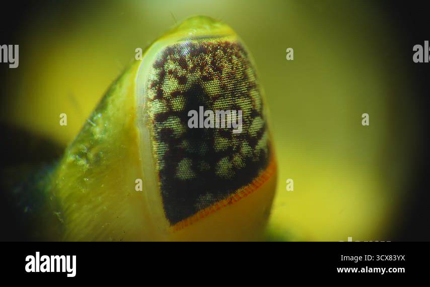 Close-up, compound eye in a Green or Shore crab (Carcinus maenas ...