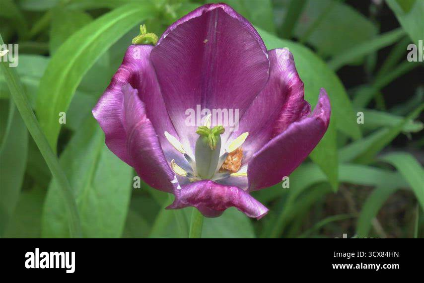 Negrita Tulip (Triumph Tulip) flower Stock Video Footage - Alamy