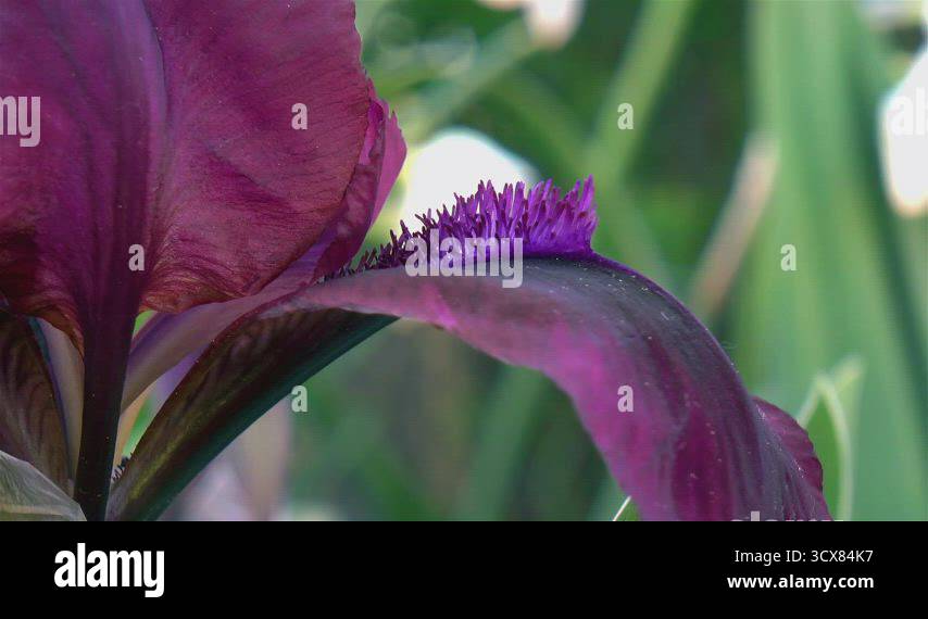 Deep purple flower stalk Stock Videos & Footage - HD and 4K Video Clips ...