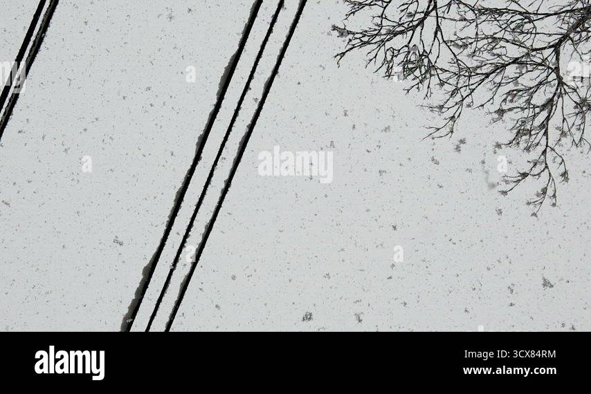 Slowmotion snowflakes falling from the sky. View below tree branches ...