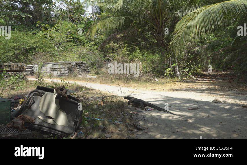 Monitor lizard poses for the camera Stock Video Footage - Alamy