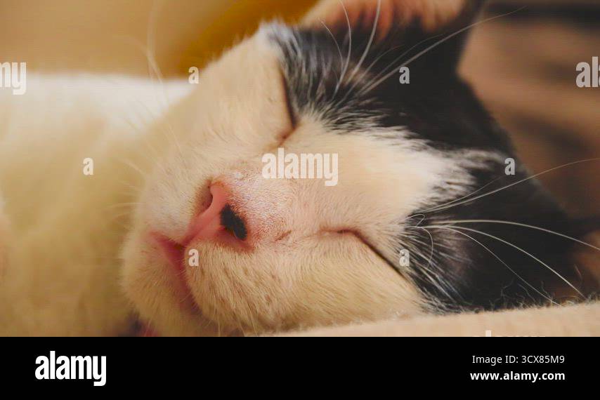 Cat Face Twitching in sleep Stock Video Footage - Alamy