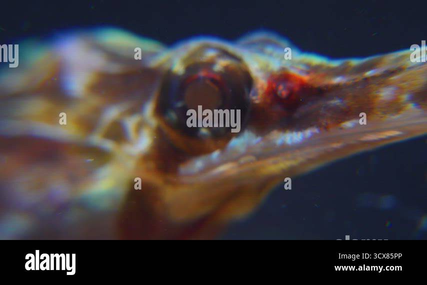 Close-up. Rotating eye of a Wide-nosed pipefish (Syngnathus variegatus ...