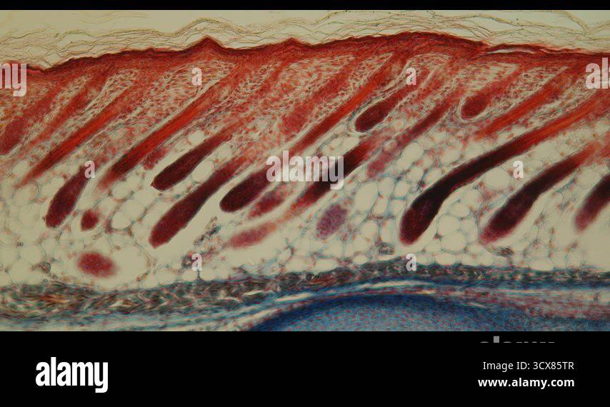 Tissue section through the mouse snout Stock Video Footage - Alamy