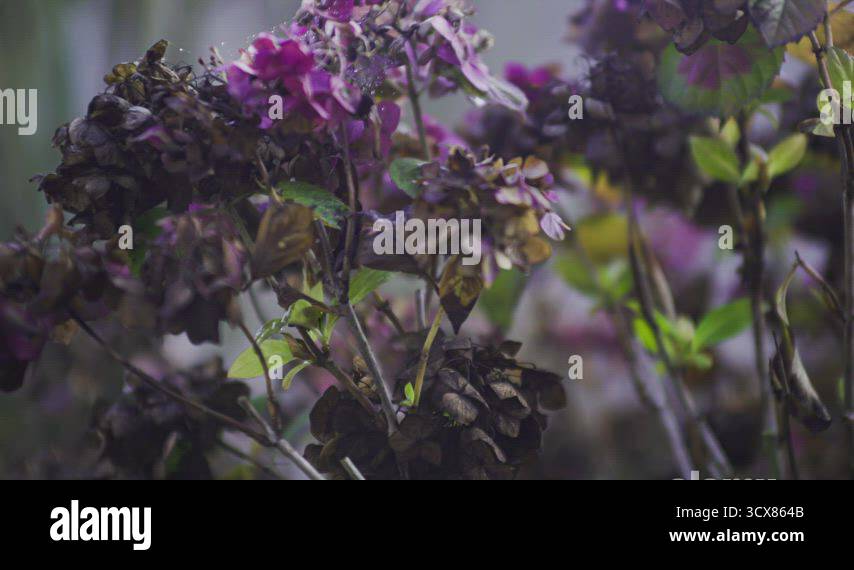 Withered flowers in winter Stock Video Footage - Alamy