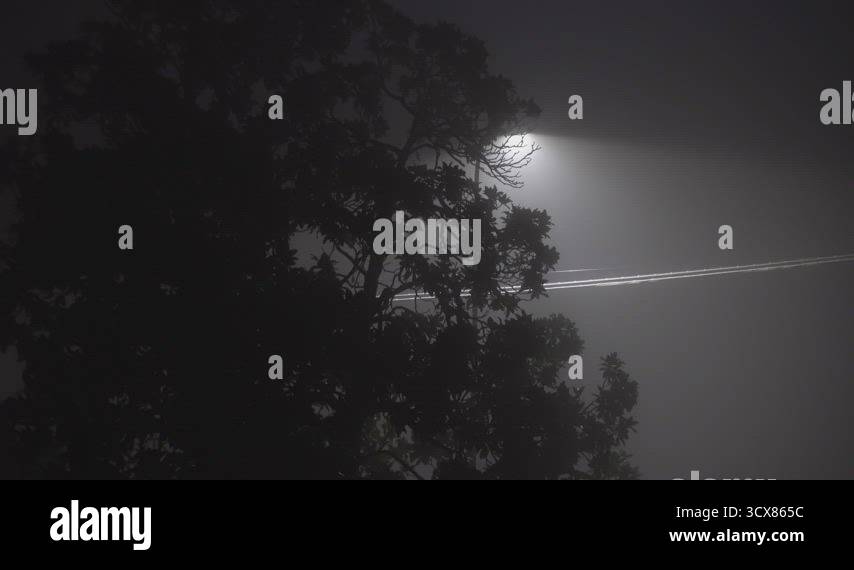 Tree fog night Stock Videos & Footage - HD and 4K Video Clips - Alamy