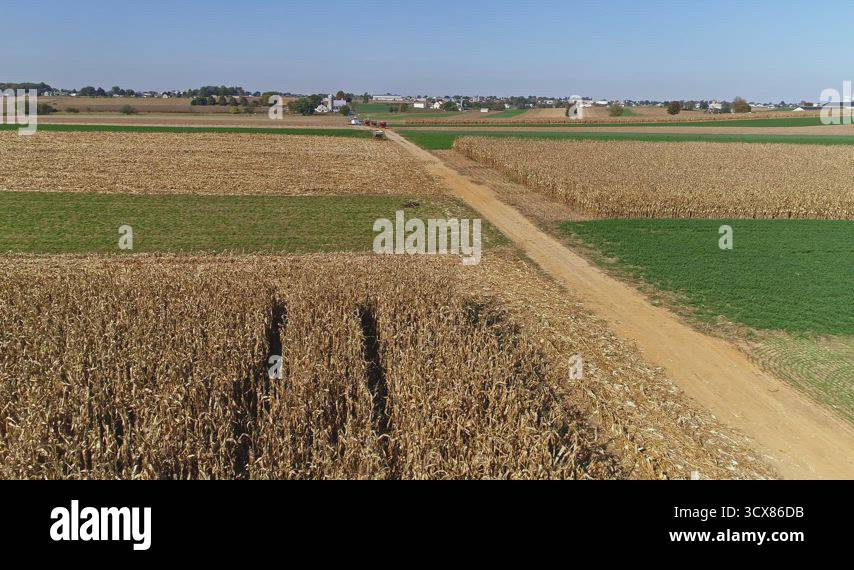 Drone Flight over Agricultural Fields and Corn Ready for Harvest with ...
