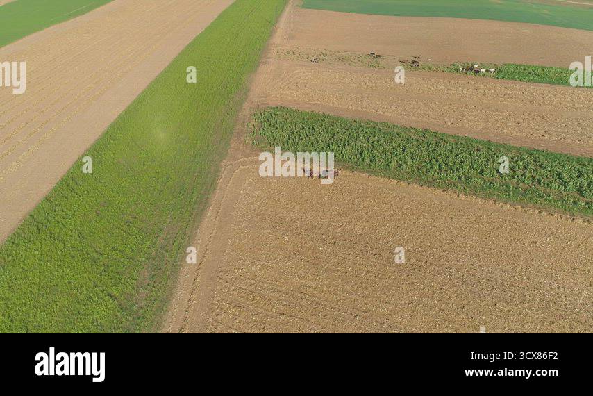 Harvested Corn Fields and Rolled Corn Stalks with Farmer and Horses ...