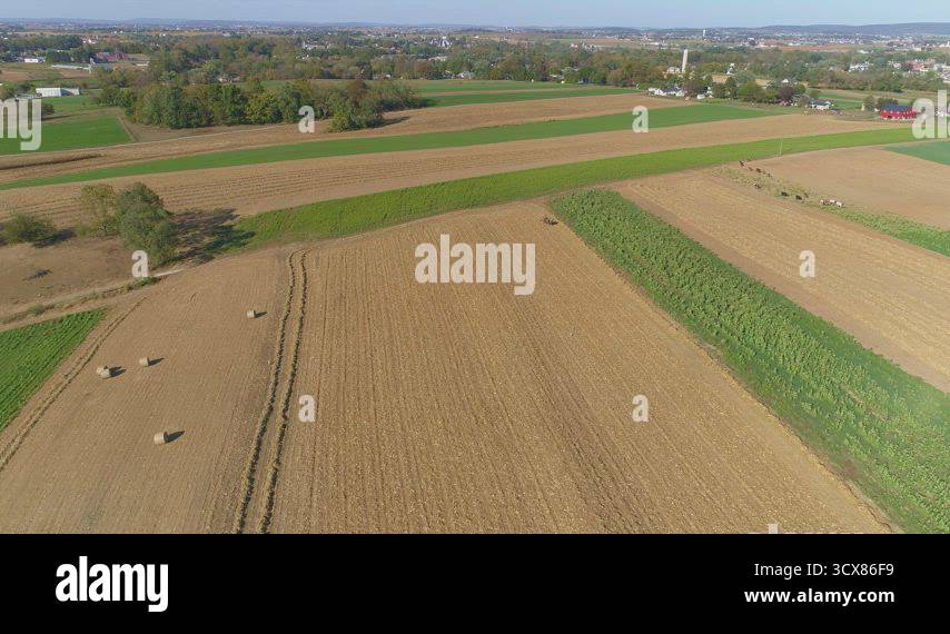 Harvested Corn Fields and Rolled Corn Stalks with Farmer and Horses ...