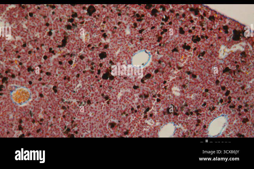 The frog and mouse Stock Videos & Footage - HD and 4K Video Clips - Alamy
